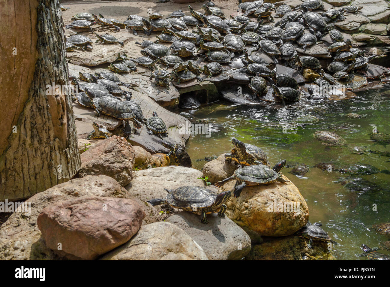 Numerous turtles pond hi-res stock photography and images - Alamy
