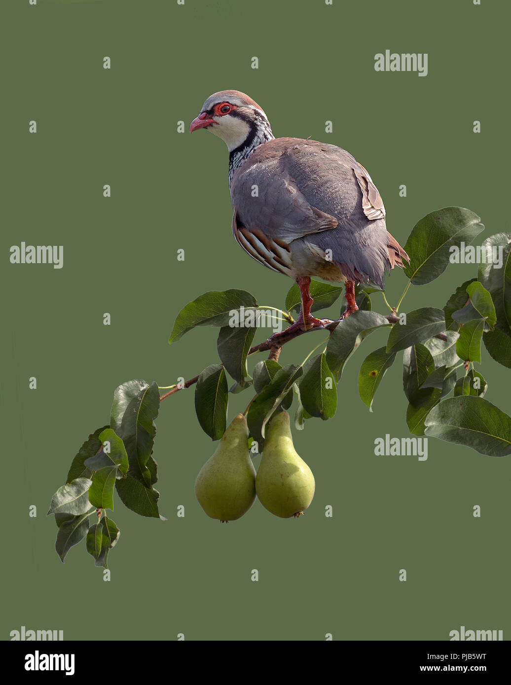 Partridge pear tree hi-res stock photography and images - Alamy