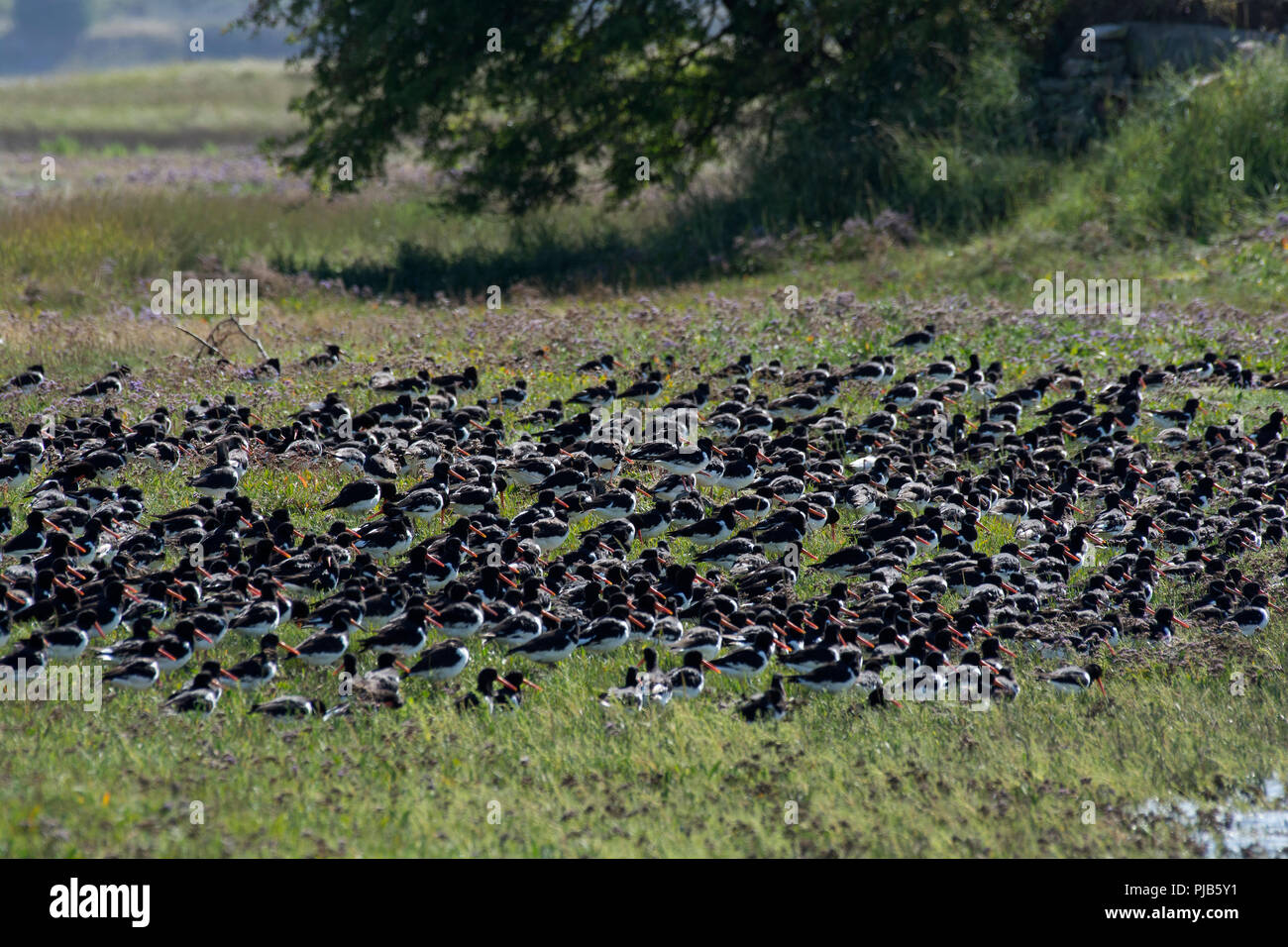 Roosting birds uk hi-res stock photography and images - Alamy
