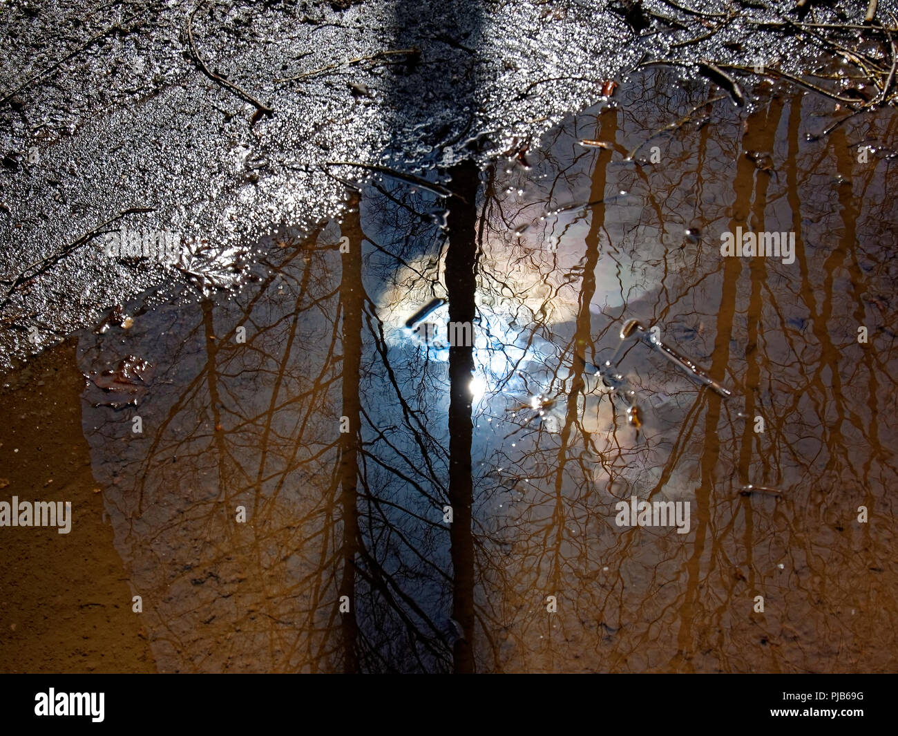 reflection of trees in a puddle in spring, Moscow Stock Photo - Alamy