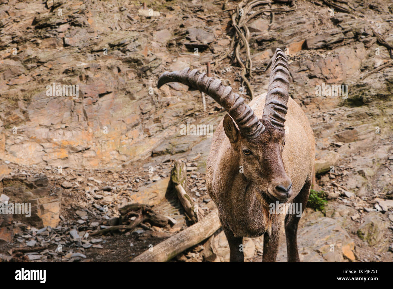 Red goat mountain hi-res stock photography and images - Alamy