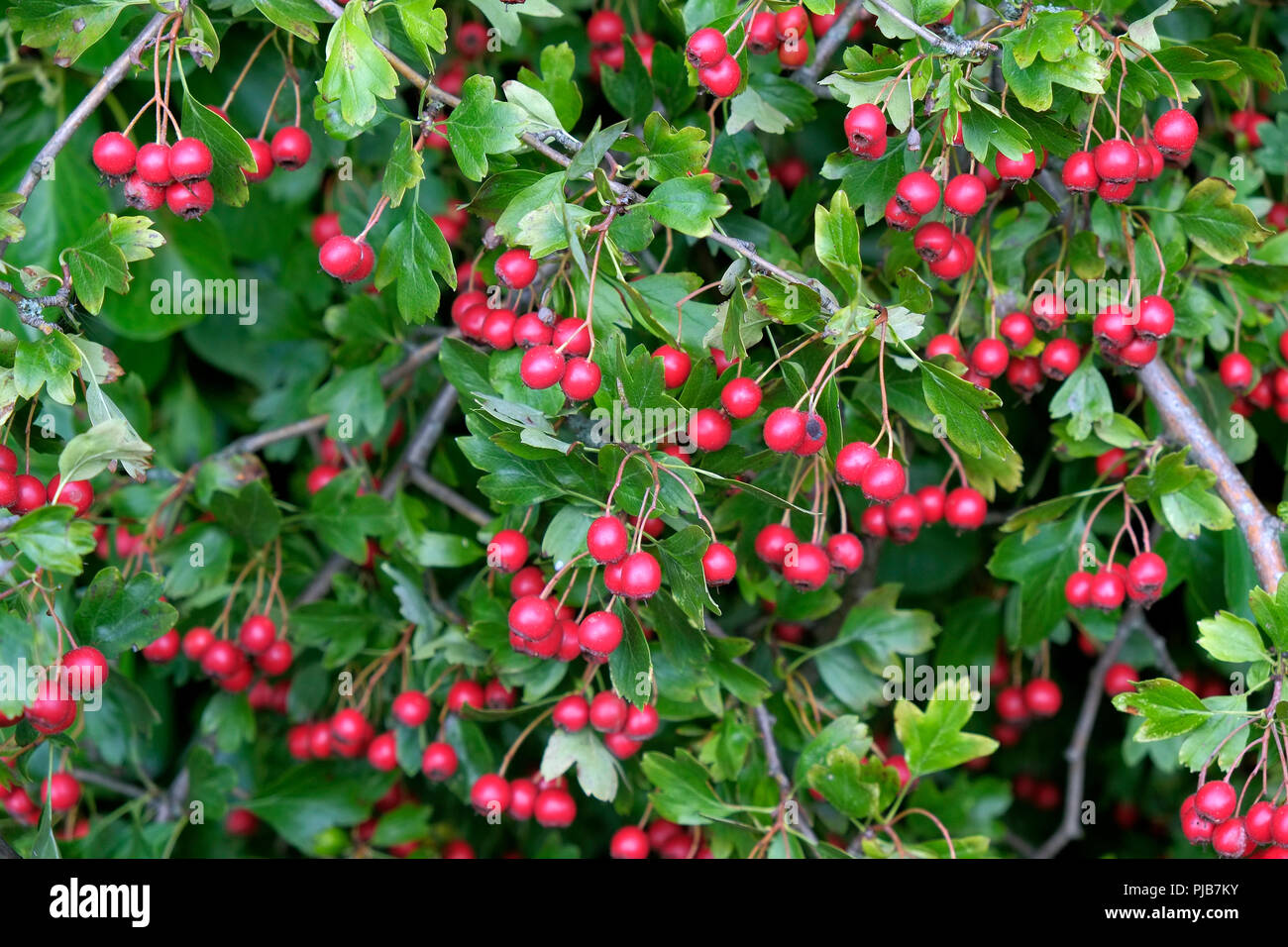 Trtee hi-res stock photography and images - Alamy