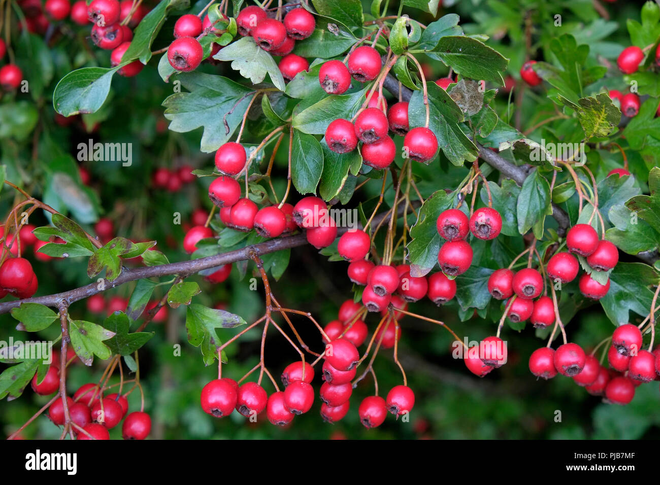 Hawthorn Bushes High Resolution Stock Photography and Images - Alamy