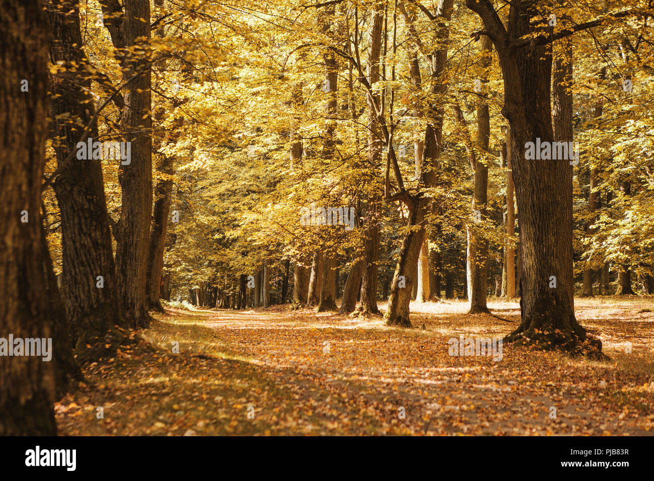 Beautiful autumn forest with many trees and a path Stock Photo - Alamy