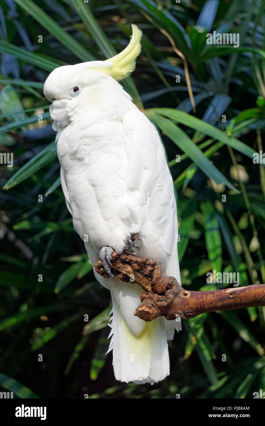 Mature female sulphur-crested cockatoo, Bloedel Conservatory in Queen ...
