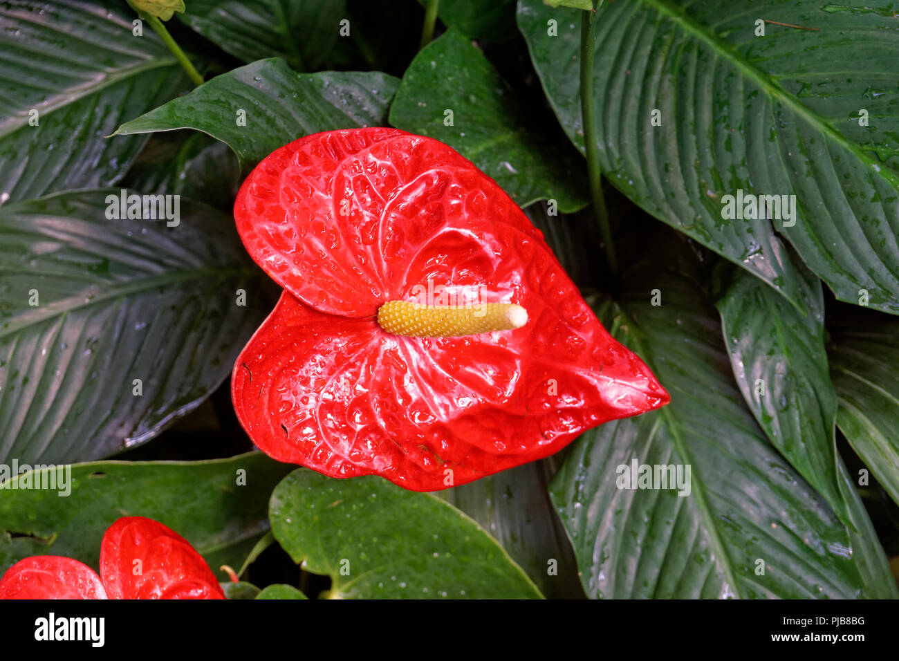 Red anthurium flowers hi-res stock photography and images - Alamy