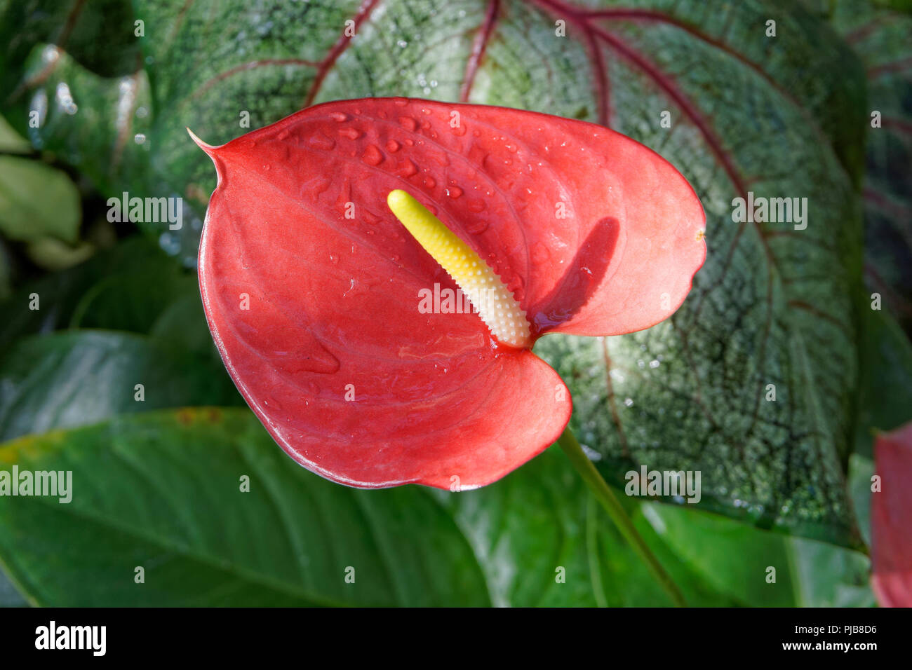 Red anthurium flowers hi-res stock photography and images - Alamy