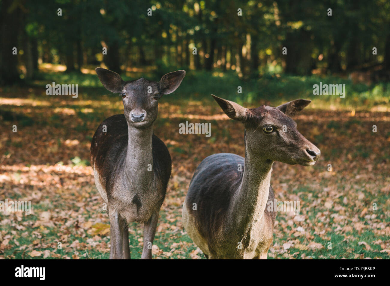 Light colored deer hi-res stock photography and images - Alamy