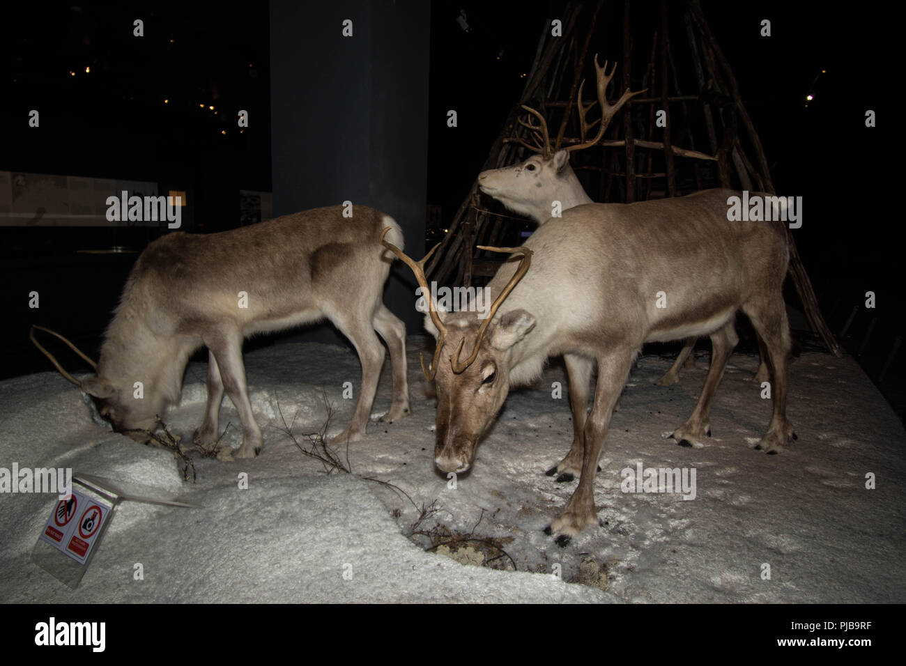 Reindeer hunt game night horns antlers Christmas eating brown fur ...