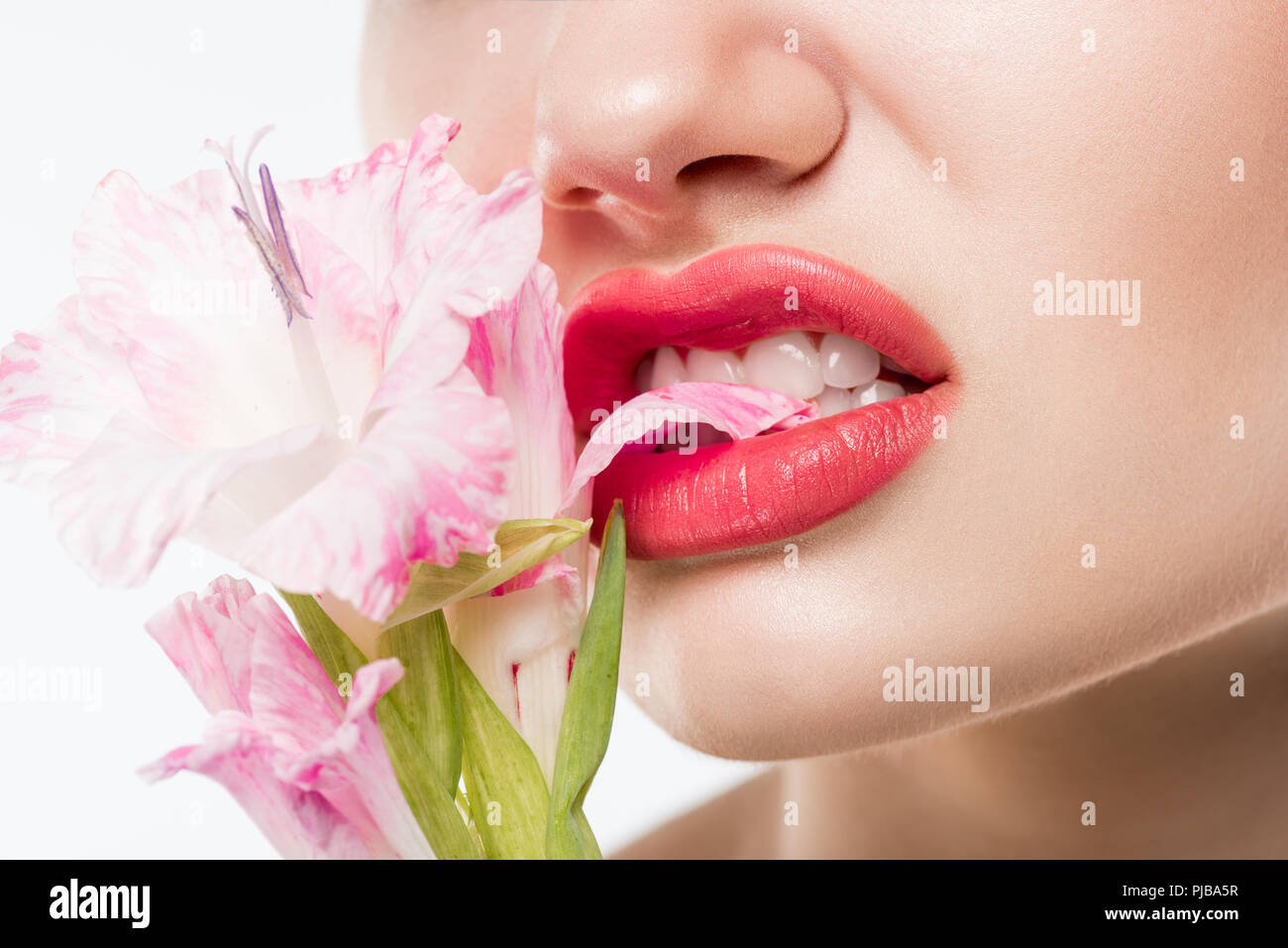 partial view of girl biting pink flowers, isolated on white Stock Photo ...