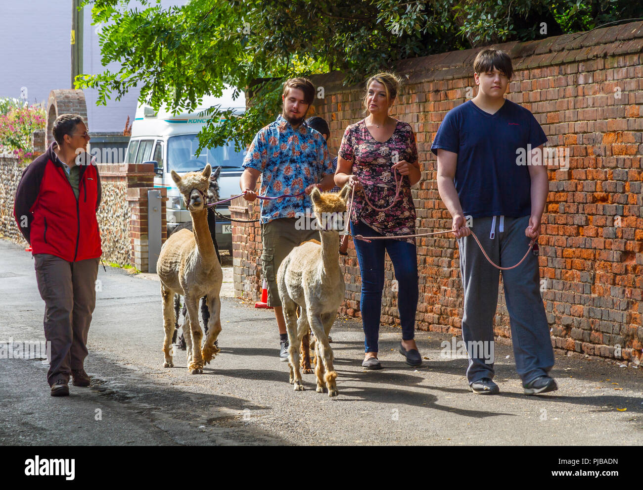 Walking with alpacas hi-res stock photography and images - Alamy