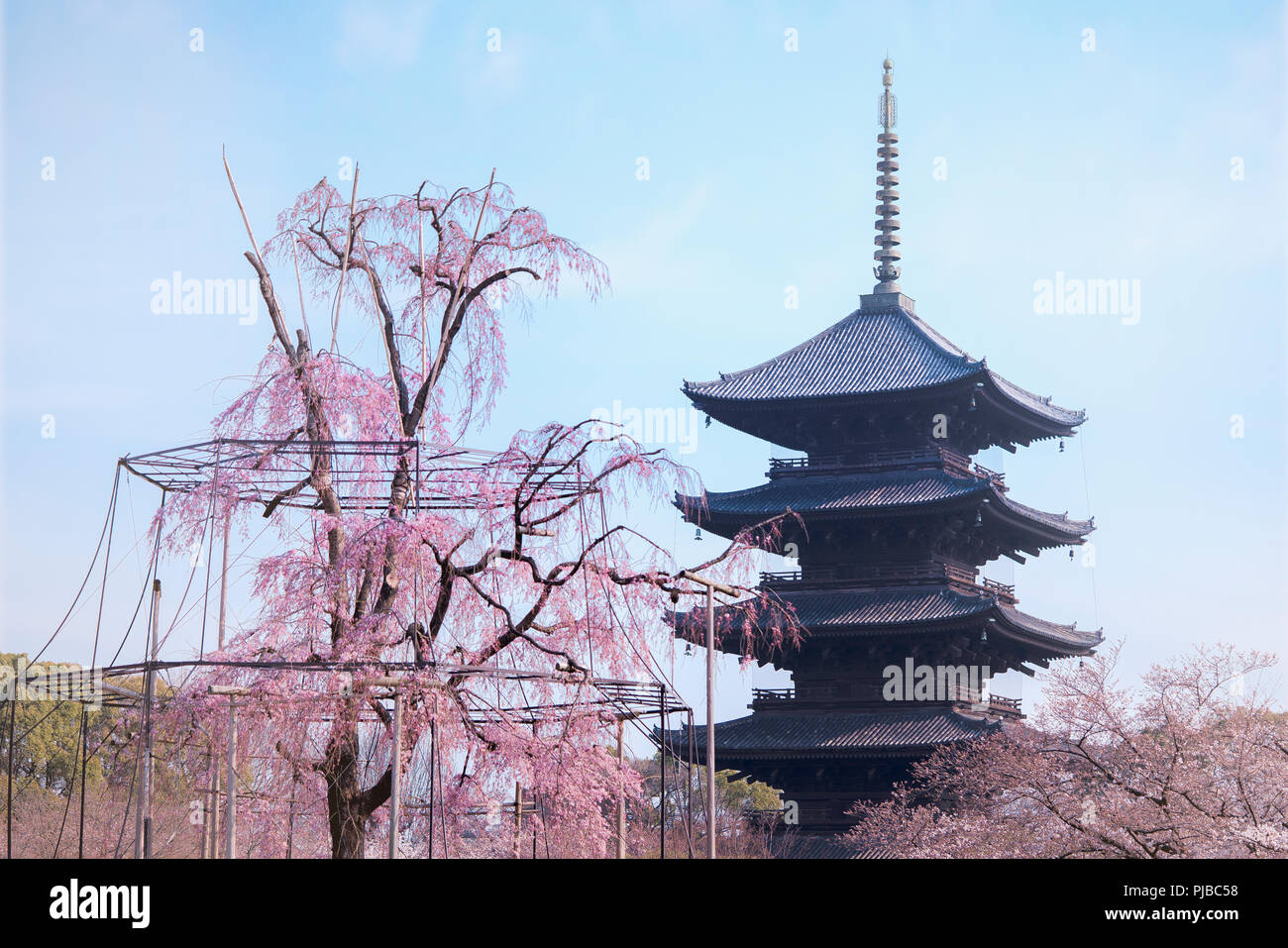 KYOTO, JAPAN - March 25, 2018: Weeping willow tree and cherry tree in ...
