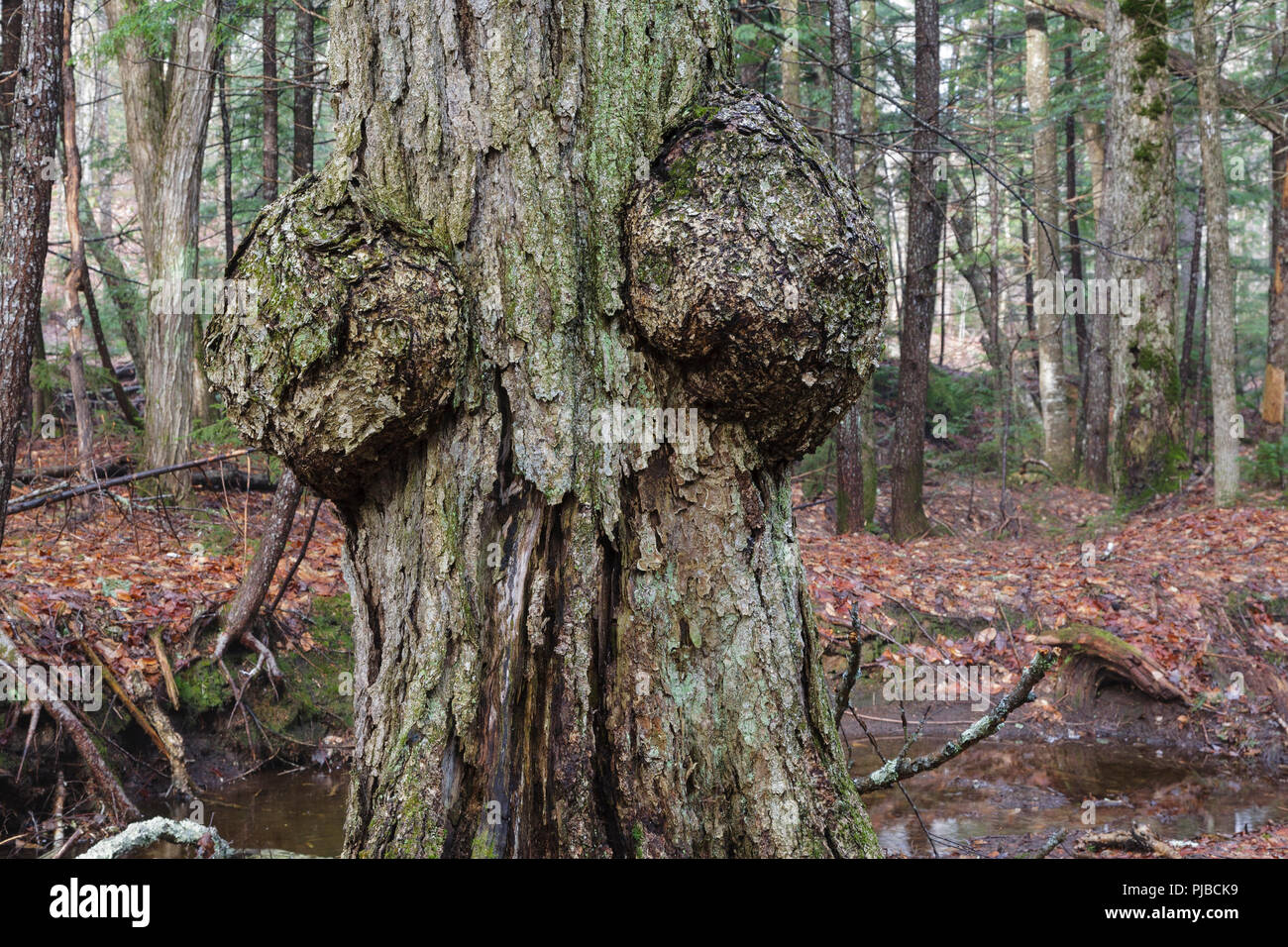 Big steam tree hi-res stock photography and images - Alamy