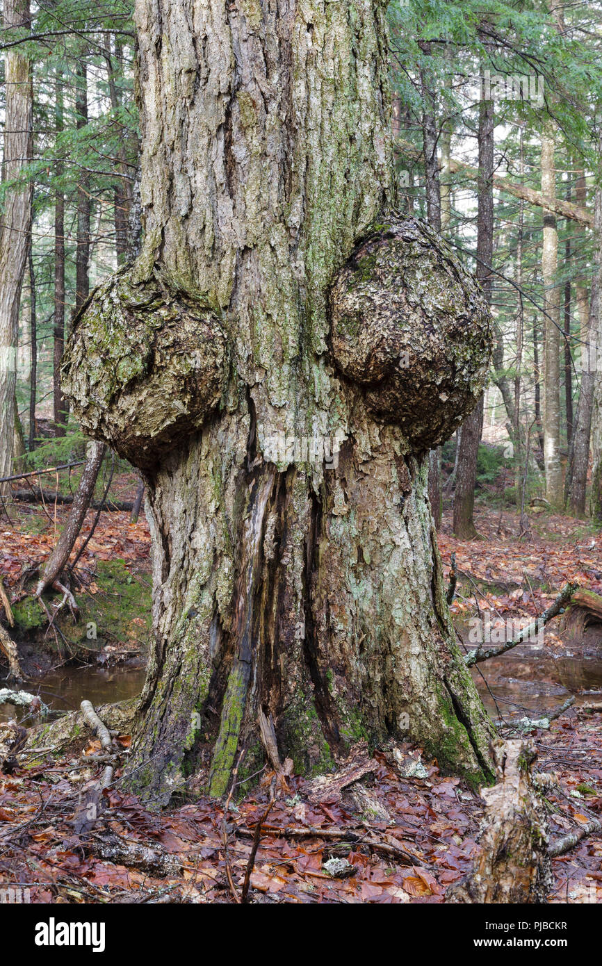 Big steam tree hi-res stock photography and images - Alamy