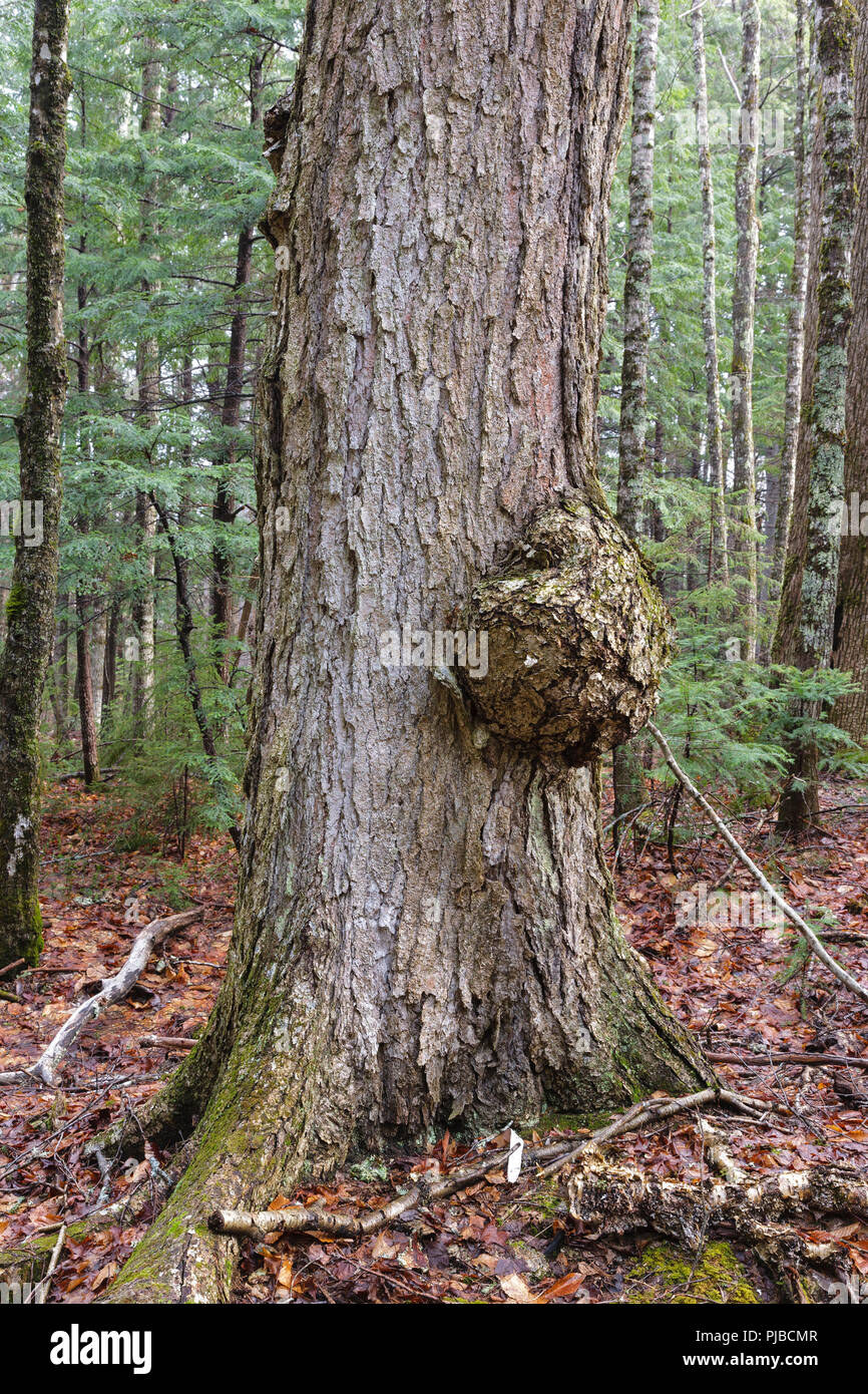 Burl on the trunk of what is believed to be an old dead maple tree in ...