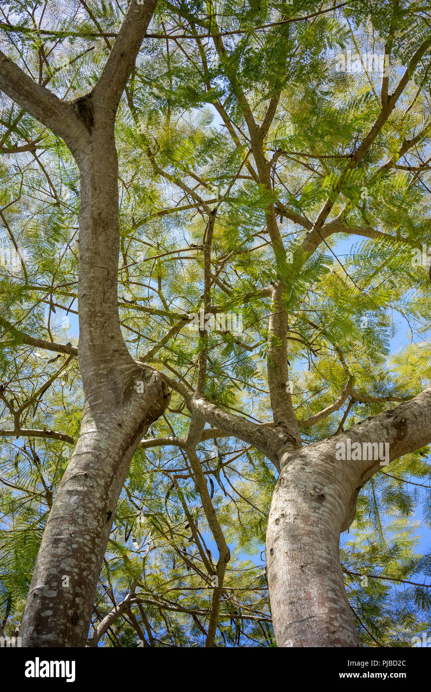 delonix regia also known as flame tree, tropical flora Stock Photo - Alamy
