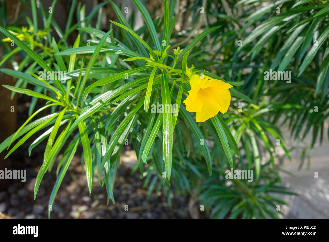 delonix regia also known as flame tree, tropical flora Stock Photo - Alamy