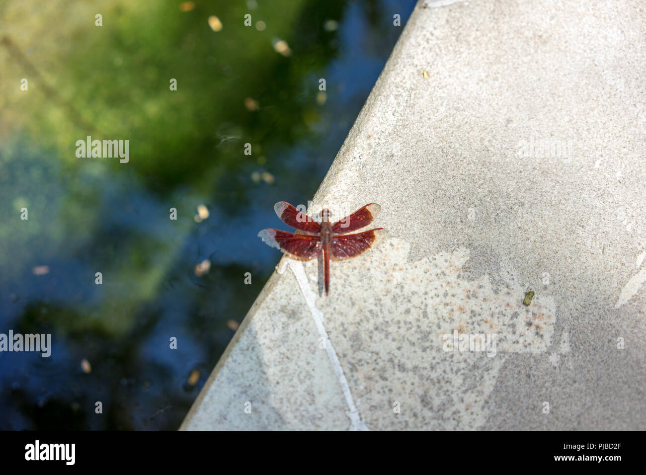 rare insect seen close up outdoor in park Stock Photo - Alamy