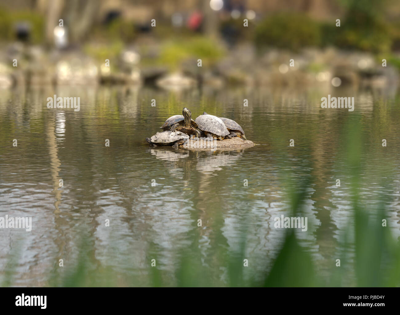 Peaceful turtles in the pond in the Japanese garden in Kyoto Stock ...