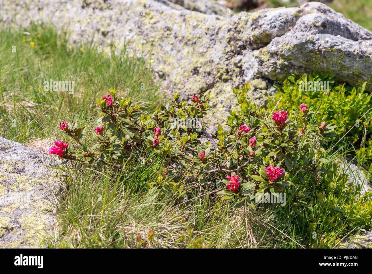 Alpine rose bush in the Alps, Austria Stock Photo - Alamy