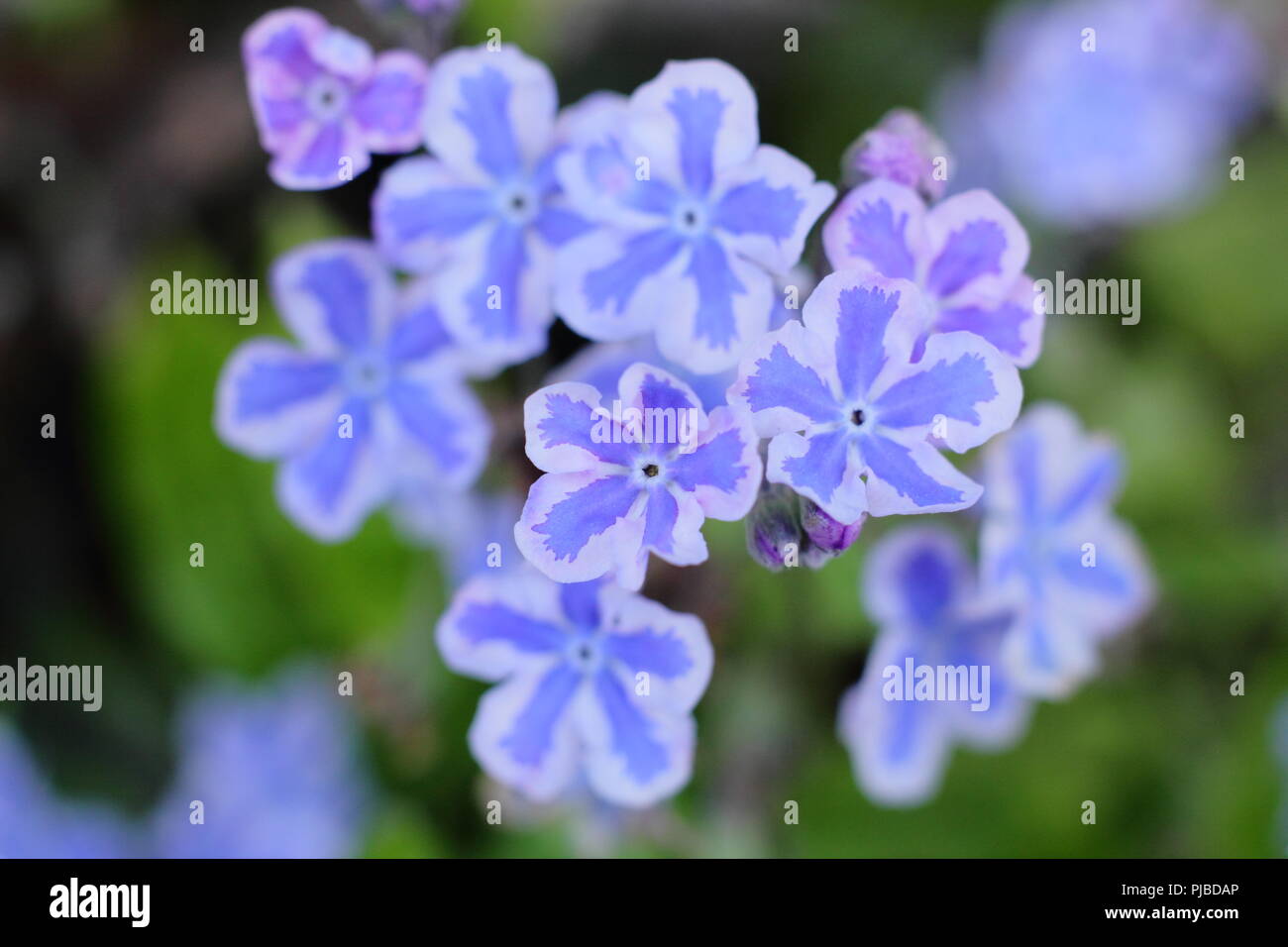 Omphalodes cappadocica starry eyes hi-res stock photography and images ...