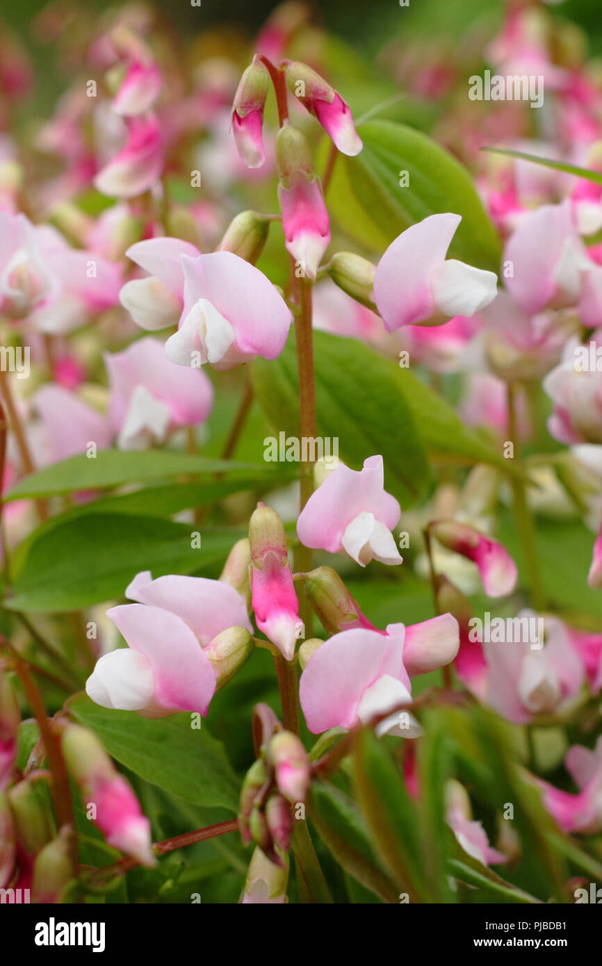 Lathyrus vernus ‘alboroseus hi-res stock photography and images - Alamy