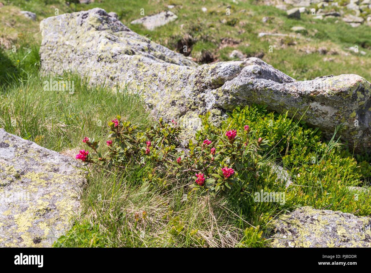 Alpine rose bush in the Alps, Austria Stock Photo - Alamy