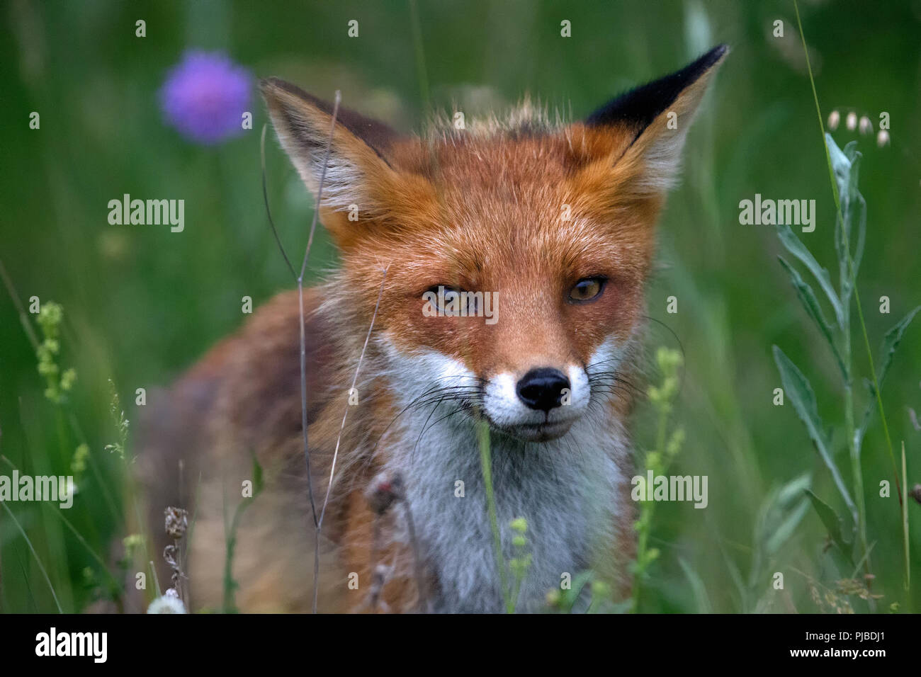 Red fox fur animal photo hi-res stock photography and images - Alamy