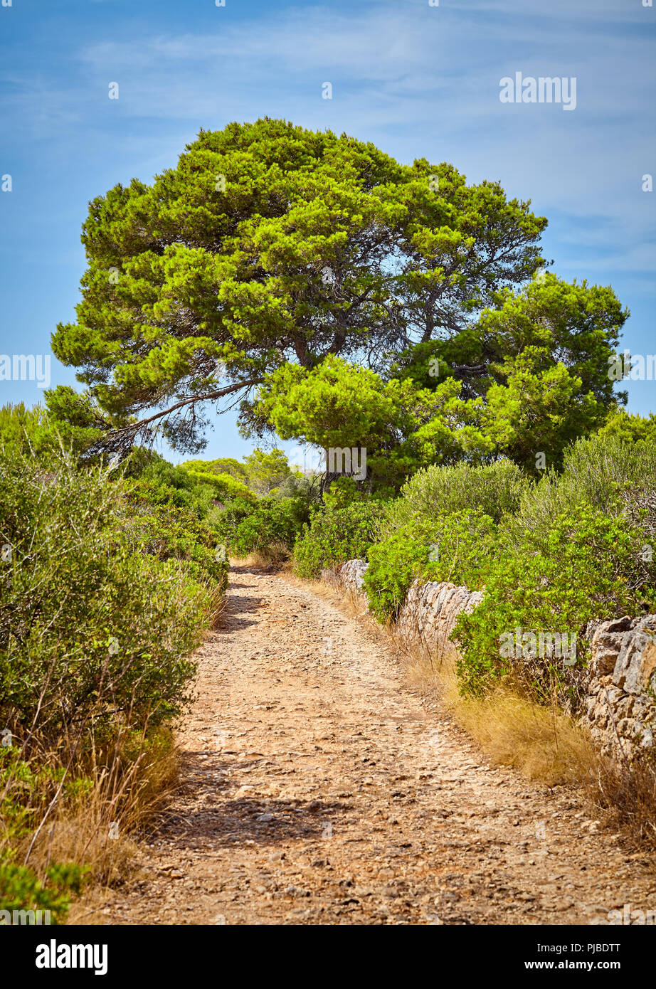 Scenic narrow countryside road, Mallorca, Spain Stock Photo - Alamy