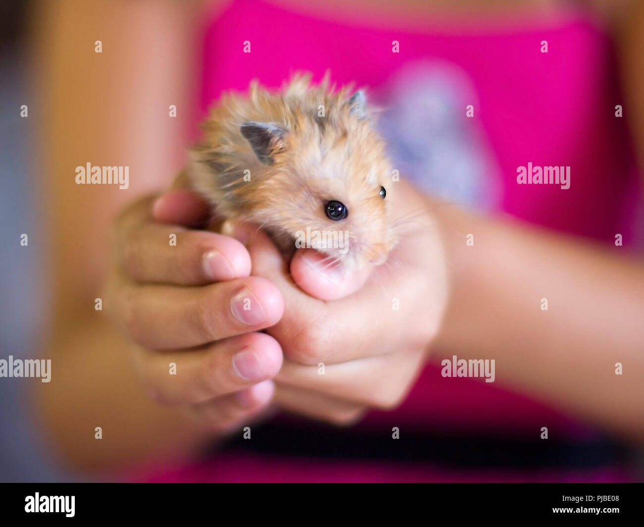 Golden hamster paw hi-res stock photography and images - Alamy