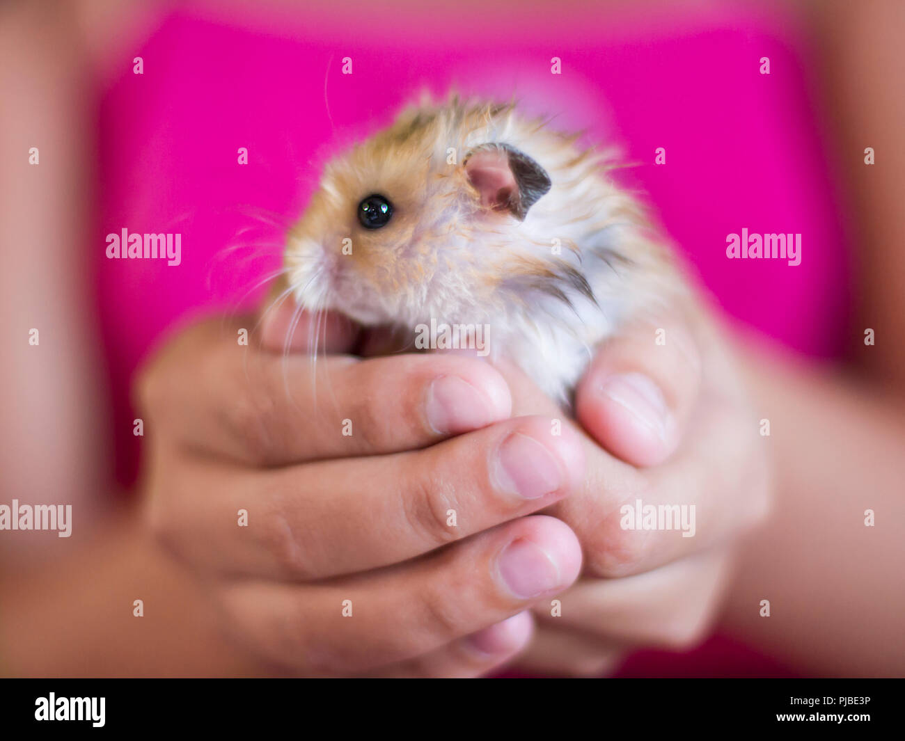 Fluffy the hamster hi-res stock photography and images - Alamy