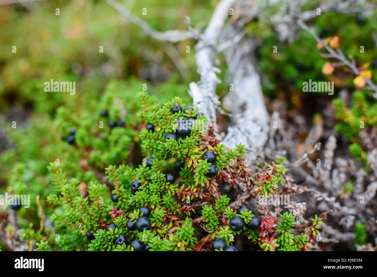 Small black crowberry in a north forest nature in saami tundra Stock ...