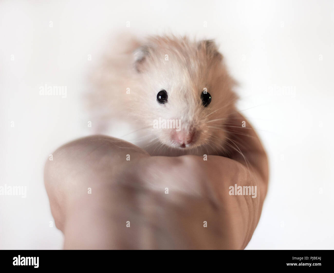 Fluffy hamster is held in the palms Stock Photo - Alamy