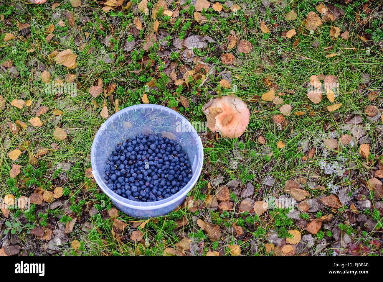 Plasic buckle of blueberry in a north forest nature in saami tundra ...