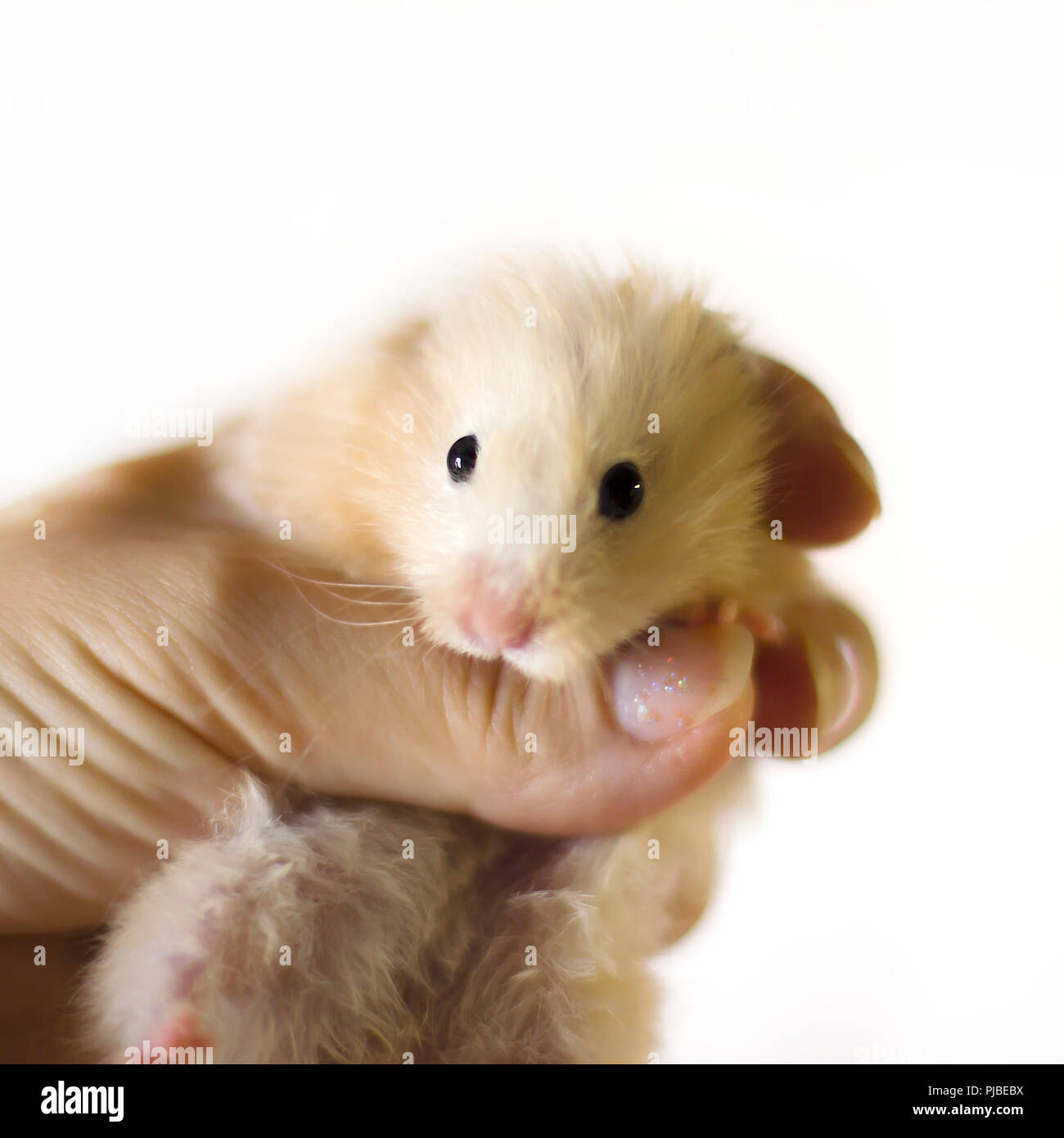 Fluffy hamster is held in the palms Stock Photo - Alamy