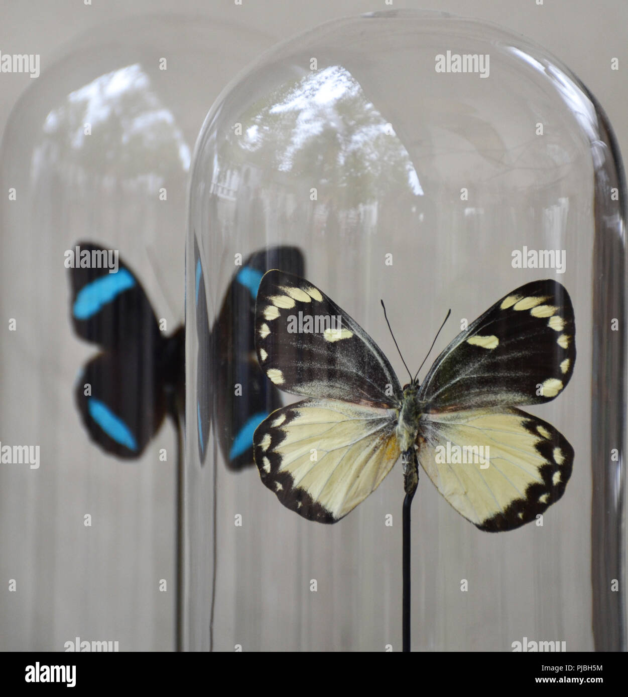 Bell Jar High Resolution Stock Photography and Images - Alamy