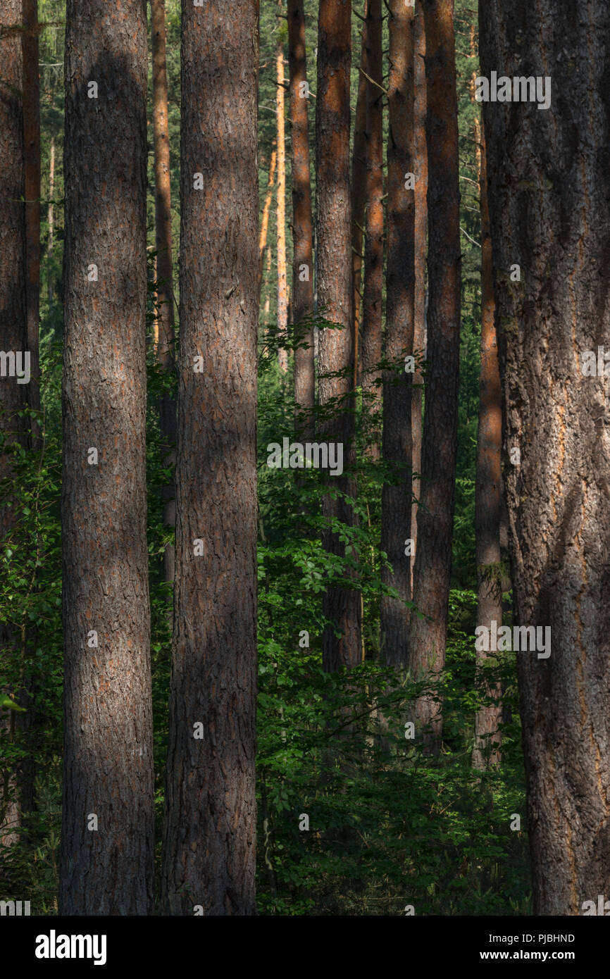 Woodland without forest hi-res stock photography and images - Alamy