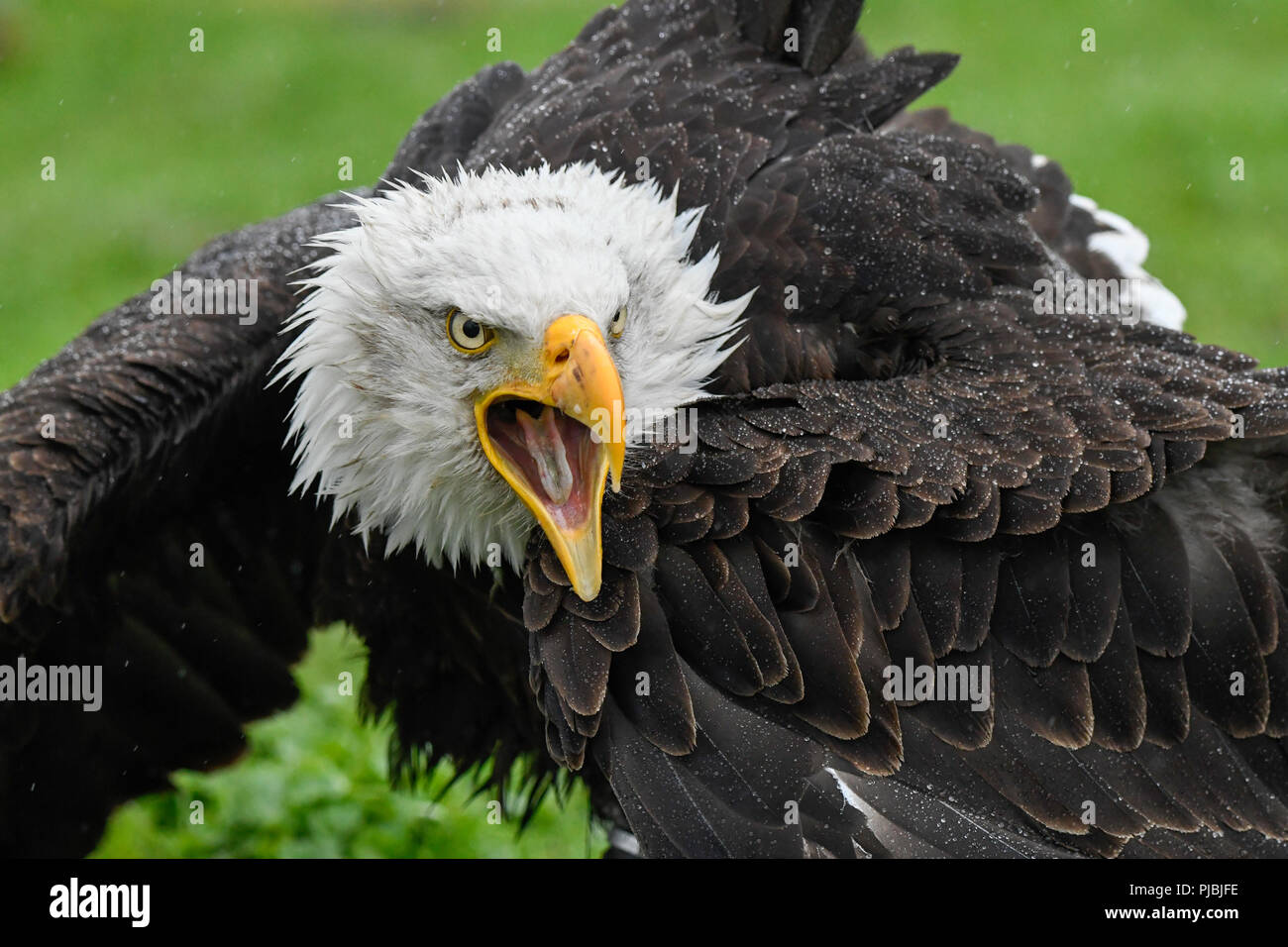 American eagle 13 Stock Photo - Alamy
