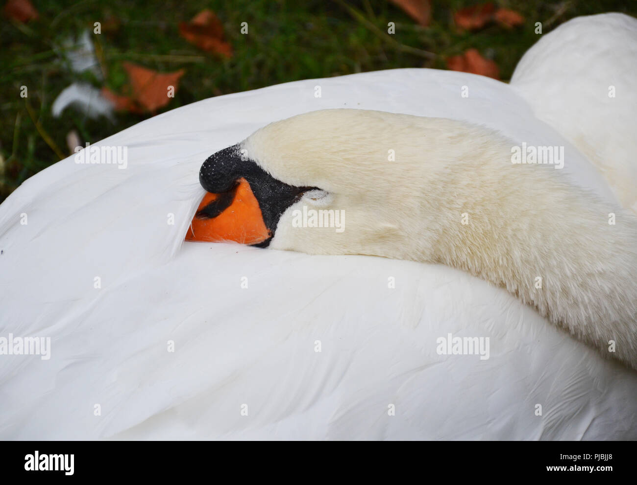 Portrait of white swan sleeping Stock Photo - Alamy