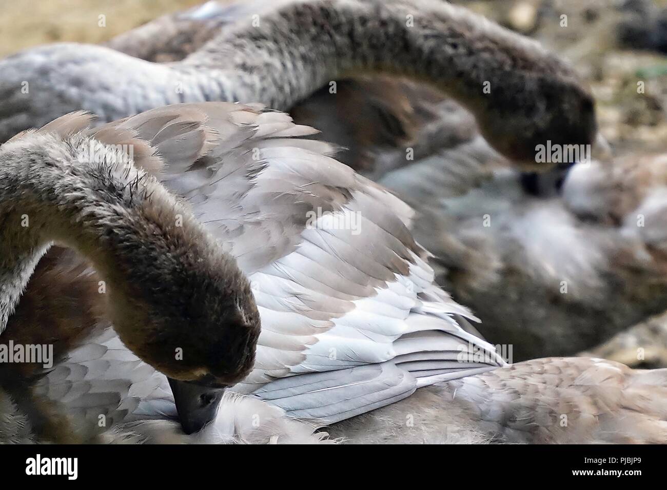 Young Cygnet Swans preening feathers beside a pond Stock Photo - Alamy
