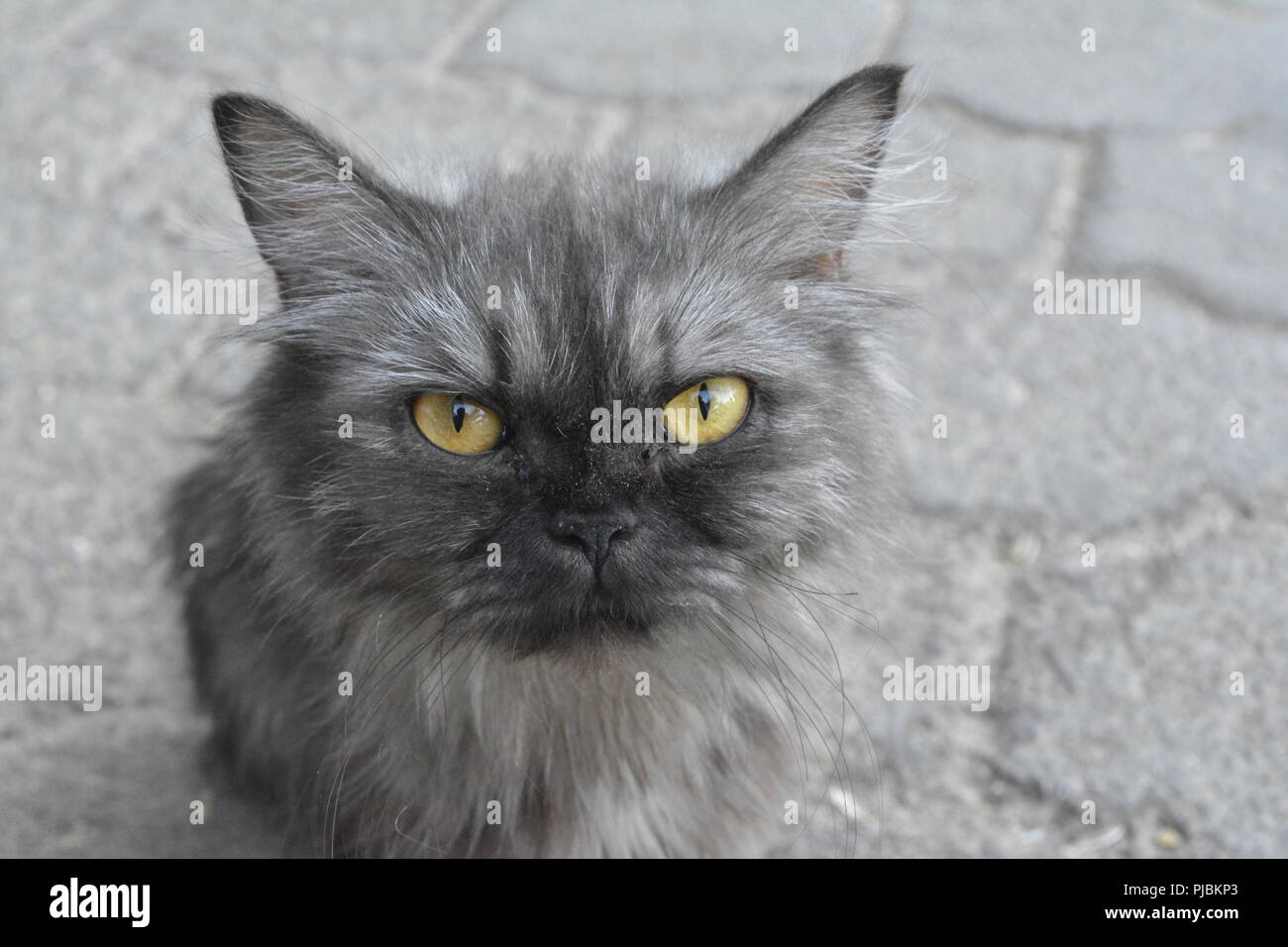Meawo hi-res stock photography and images - Alamy