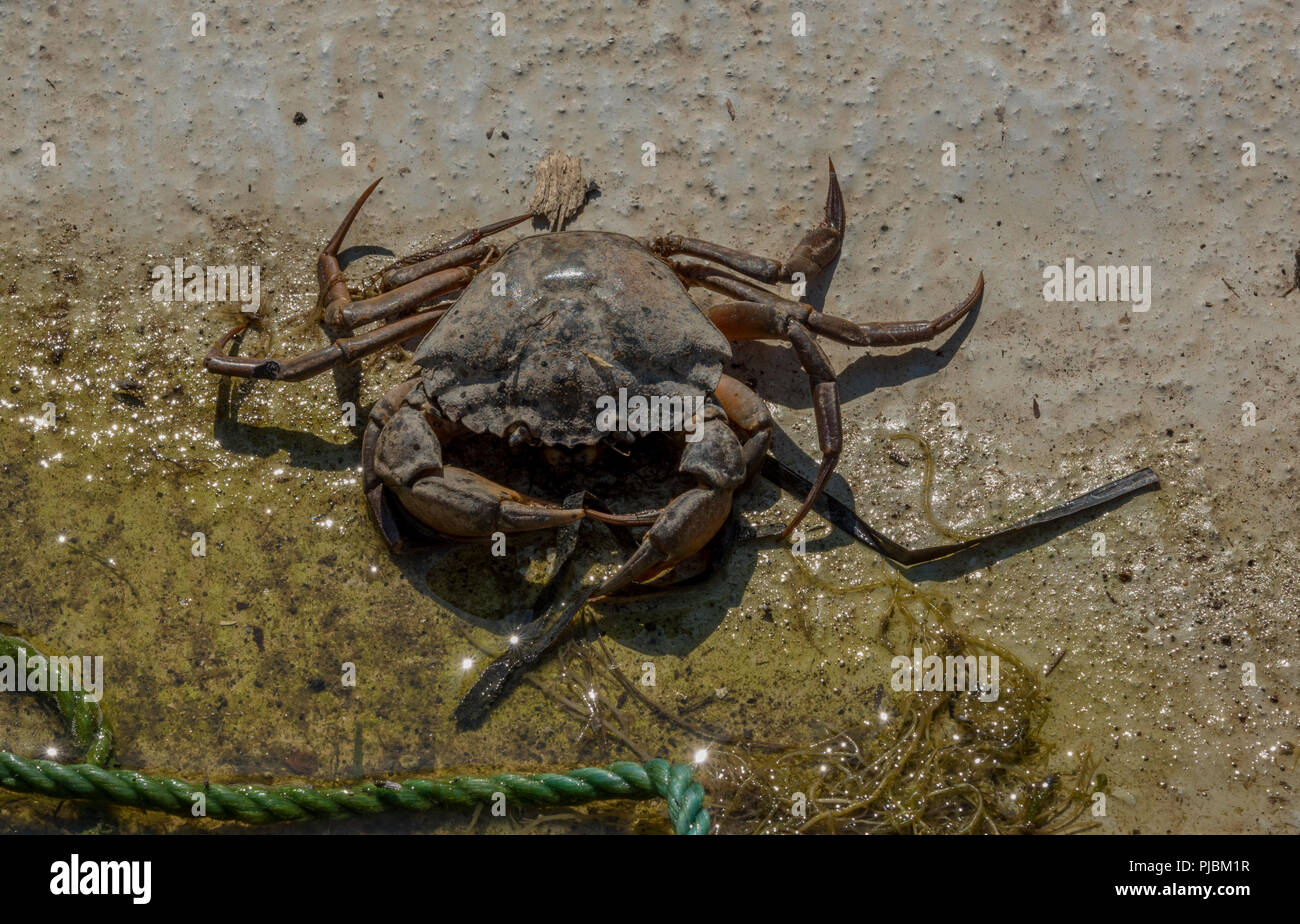 a dead crab dried out in the sun on some concrete at the seaside Stock ...