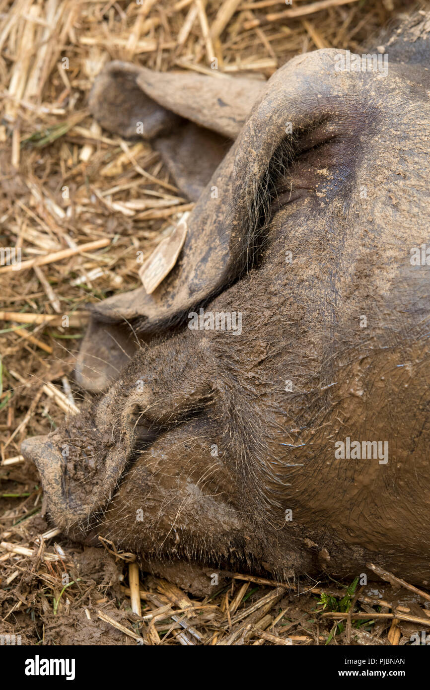 Muddy pig pen with pigs hi-res stock photography and images - Alamy