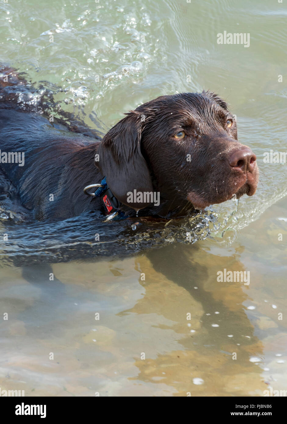 labradinger or springador gundog swimming and looking longingly at ...