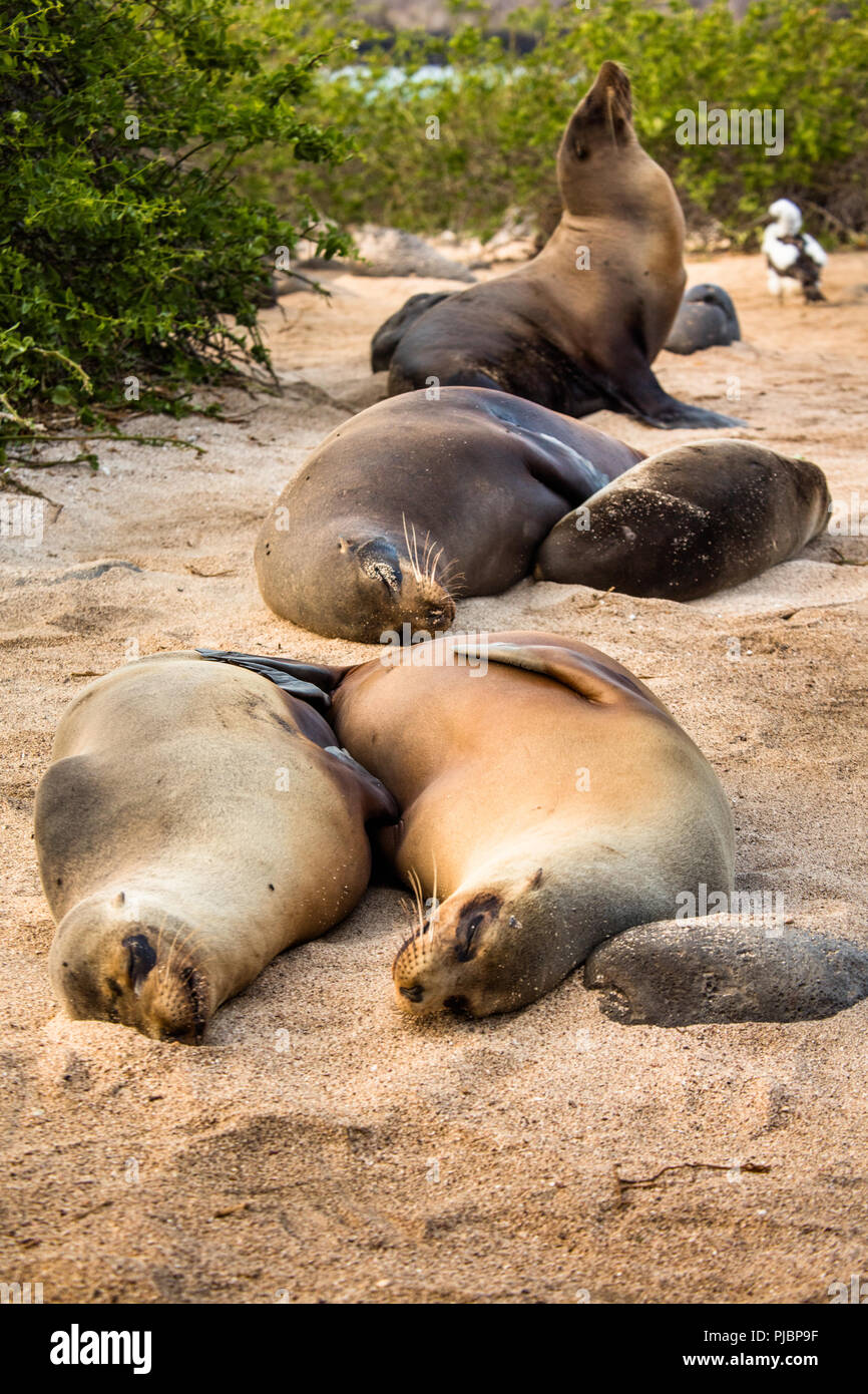 Galapagos Sea Lions resting on Beach. Isla Lobos. Galapagos. Ecuador ...