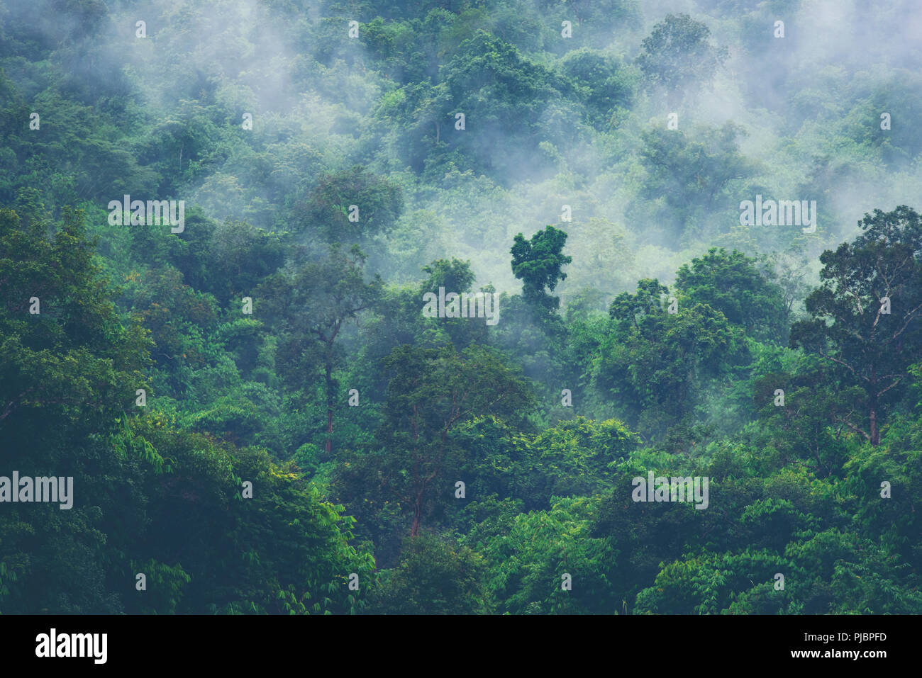 deep tropical forest, canopy tree and fog Stock Photo - Alamy
