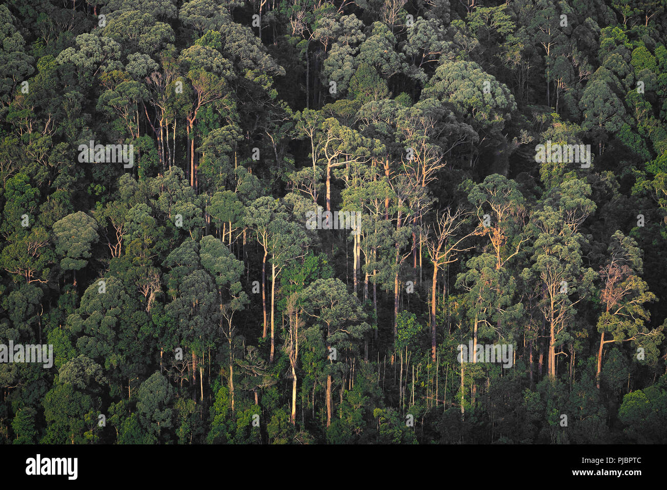 Layers of tropical foliage hi-res stock photography and images - Alamy