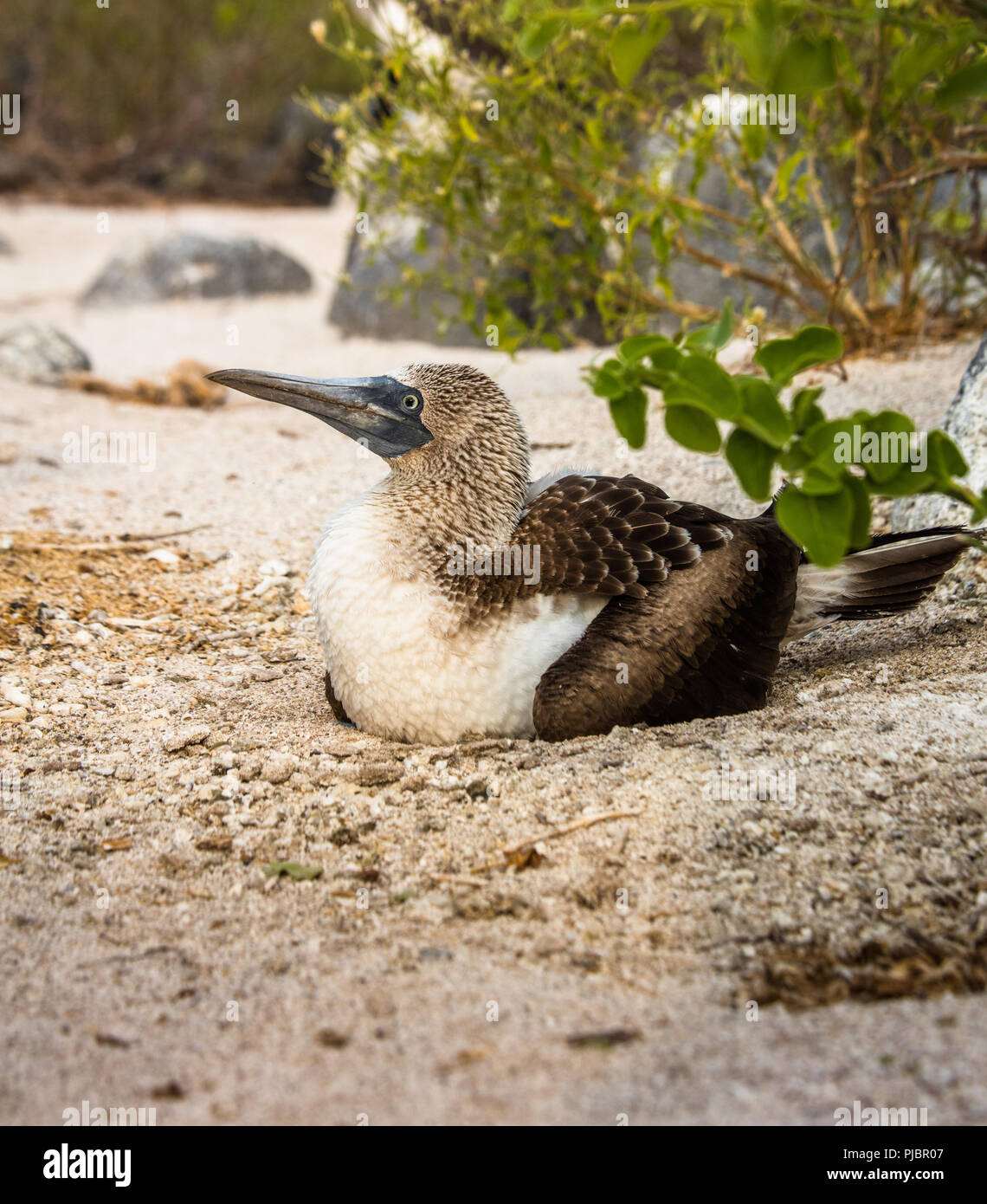 Nesting blue footed booby. Isla Lobos. Galapagos, Ecuador Stock Photo ...