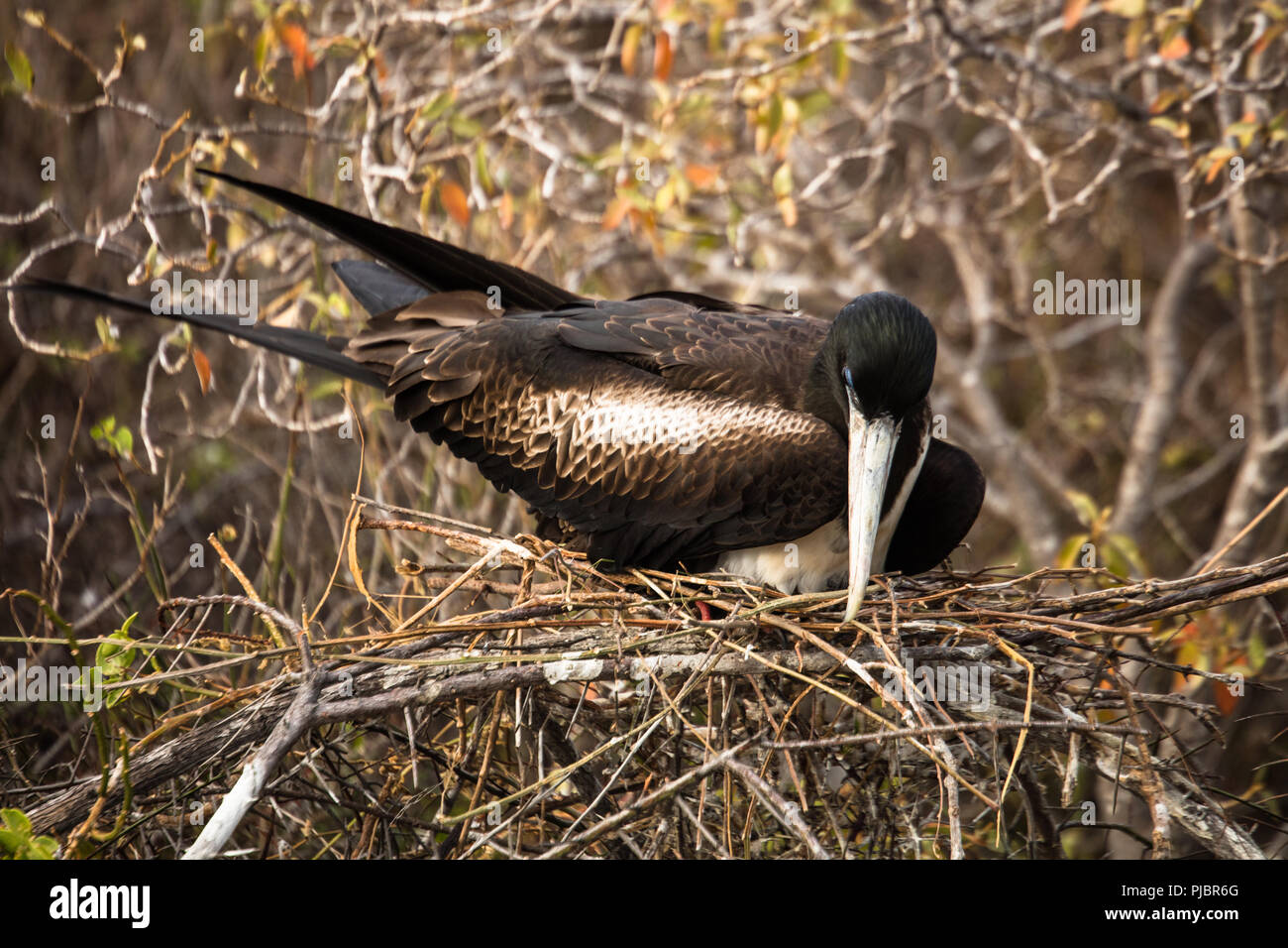 Nesting Frigatebird. Isla Lobos. Galapagos, Ecuador Stock Photo - Alamy