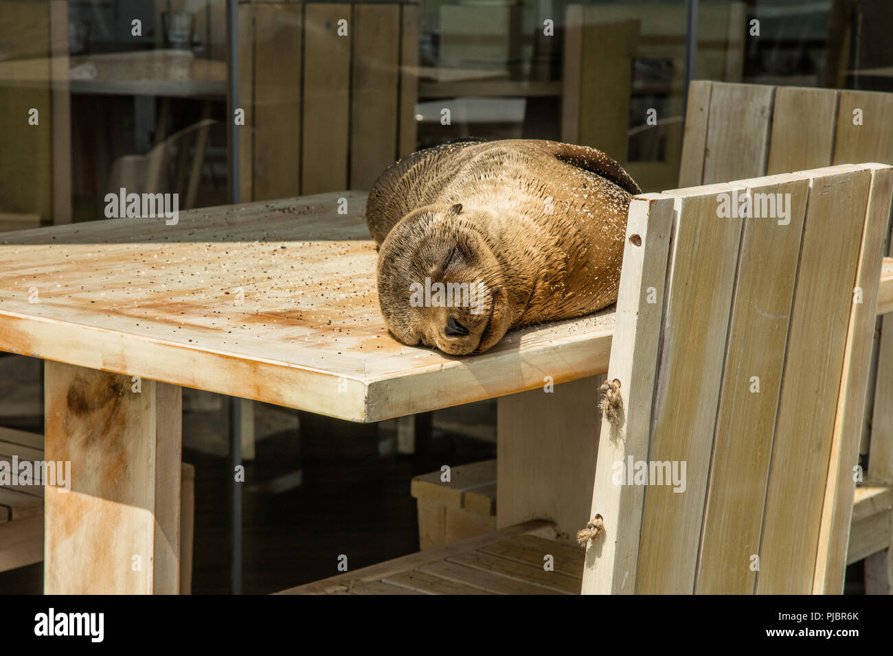 Galapagos Sea Lion lounging atop a restaurant table in Puerto ...